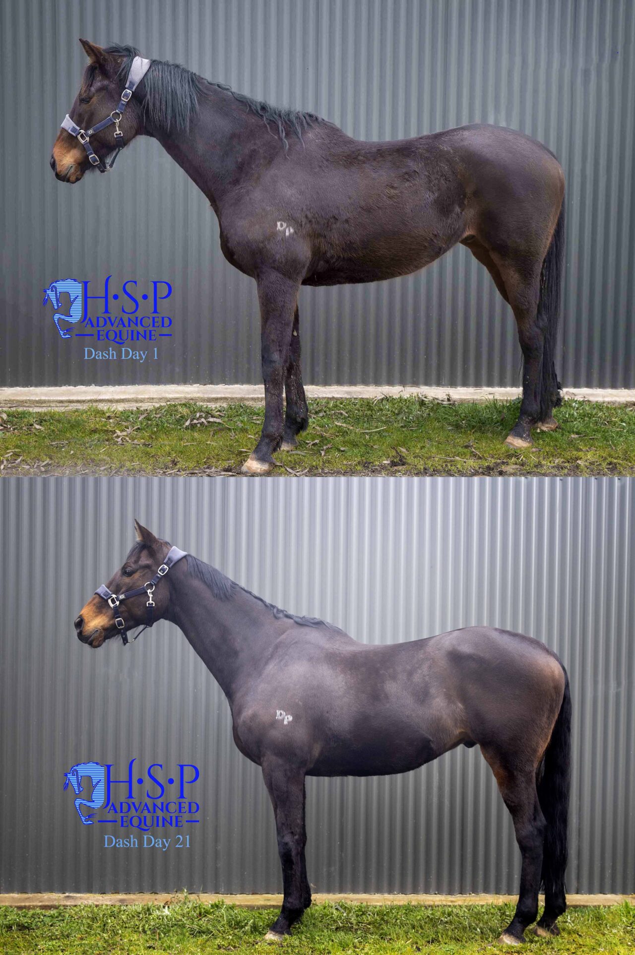HSP Advanced Equine | Active Spelling, Fitness and Rehabilitation for ...